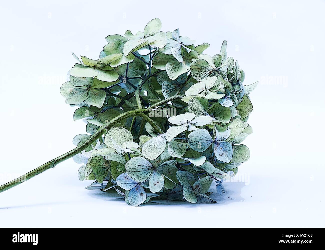 Hydrangeas on white background Stock Photo - Alamy
