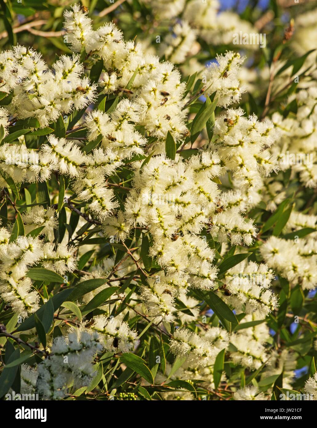 Melaleuca tree hi-res stock photography and images - Alamy