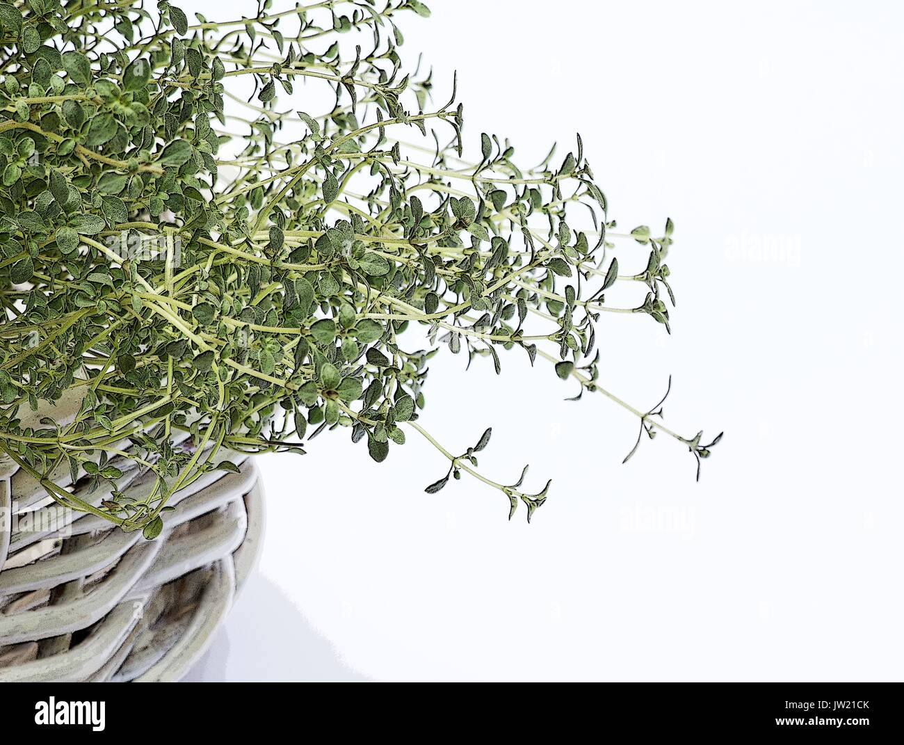 Thyme on white background Stock Photo - Alamy