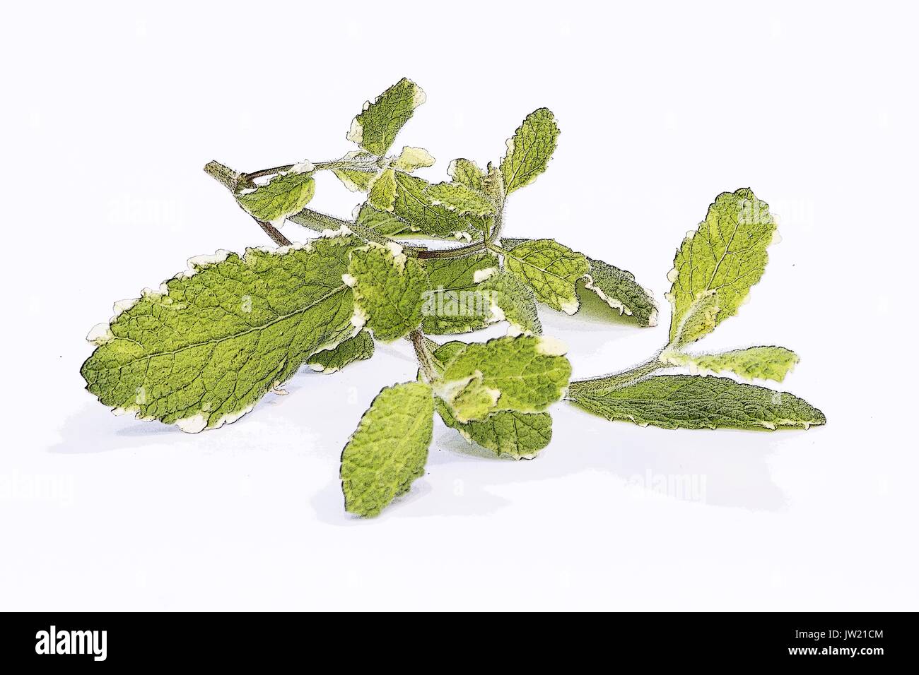 Mint on white background Stock Photo - Alamy