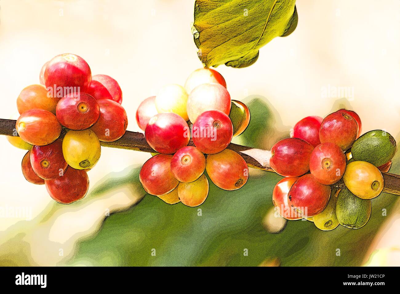 Coffee fruits coffee seed hi-res stock photography and images - Alamy