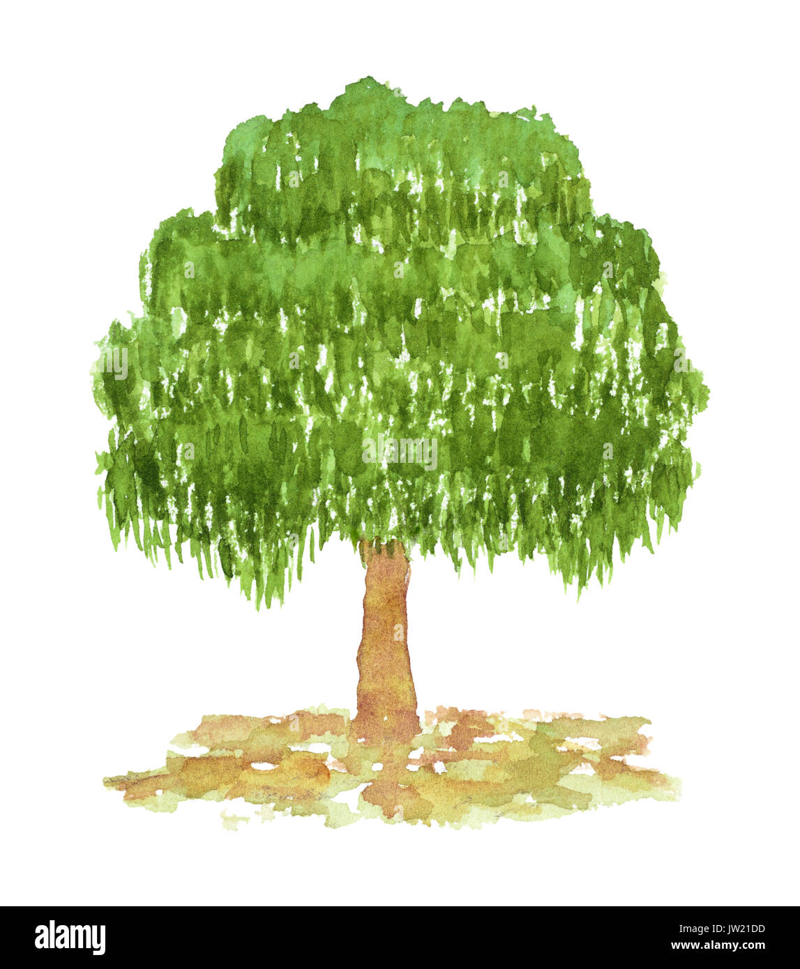 Watercolor Birch Tree, Hand Drawn and Painted, Isolated on White Stock ...