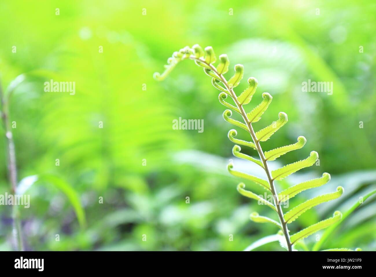 Fern and grass hi-res stock photography and images - Alamy