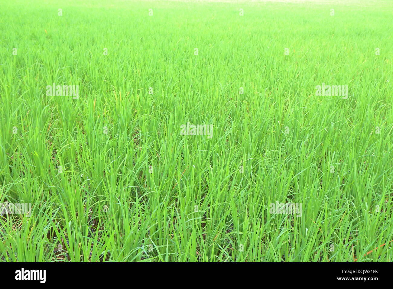 Rice field in the Philippines. Rice is the staple food for Filipinos ...