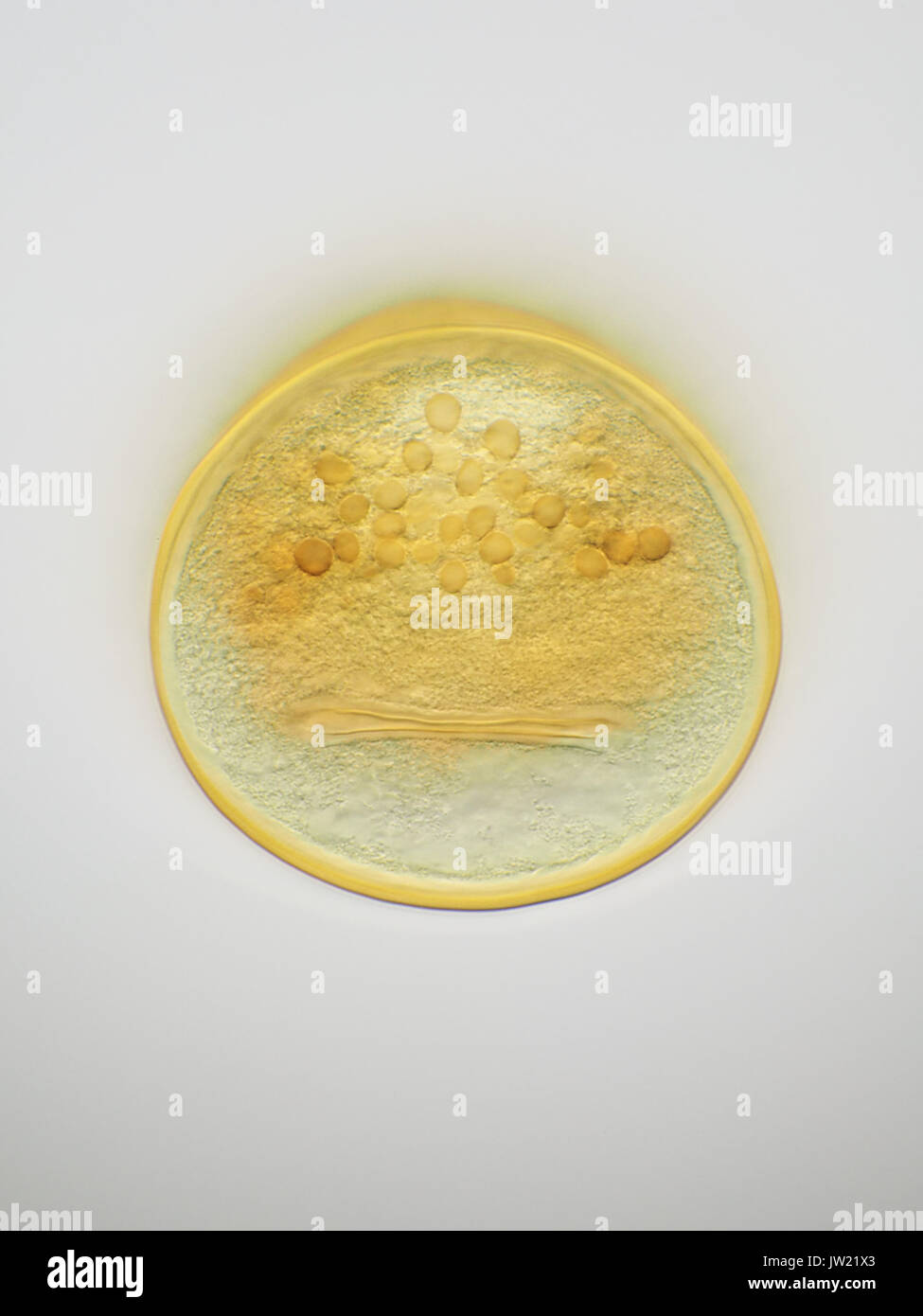 Plant pollen microscopic hi-res stock photography and images - Alamy