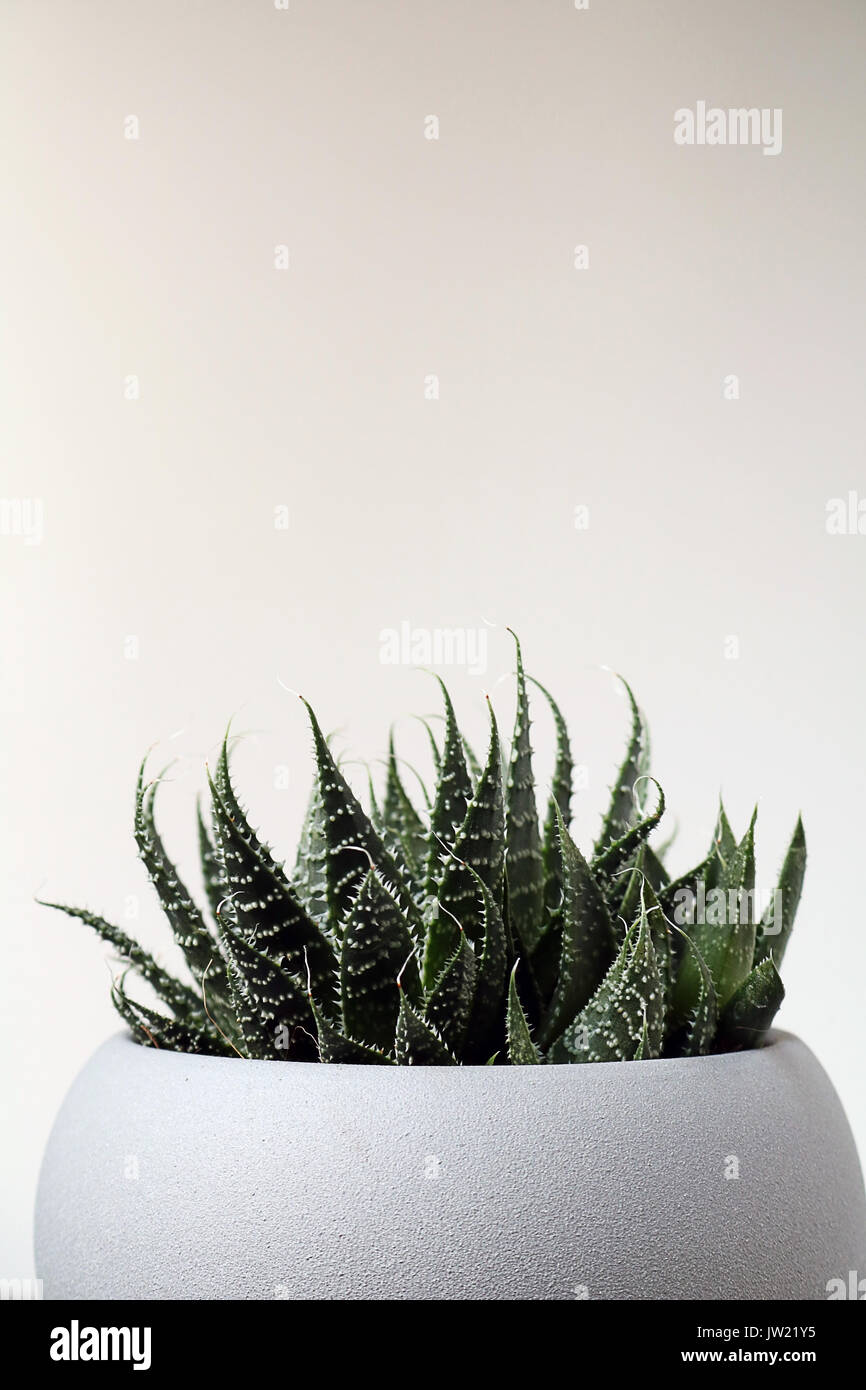 isolated cactus/succulent in front of neutral background Stock Photo ...