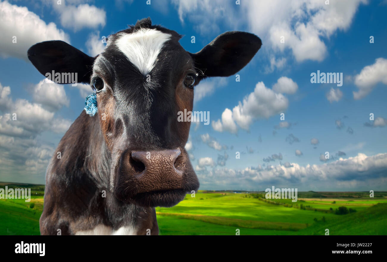Spotty cow hi-res stock photography and images - Alamy