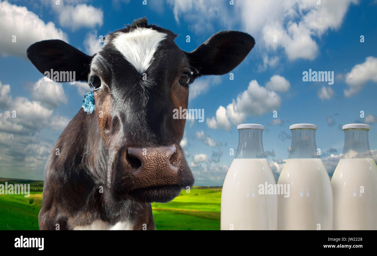 Cow spotty. Against the background of meadows and fields in a bright ...