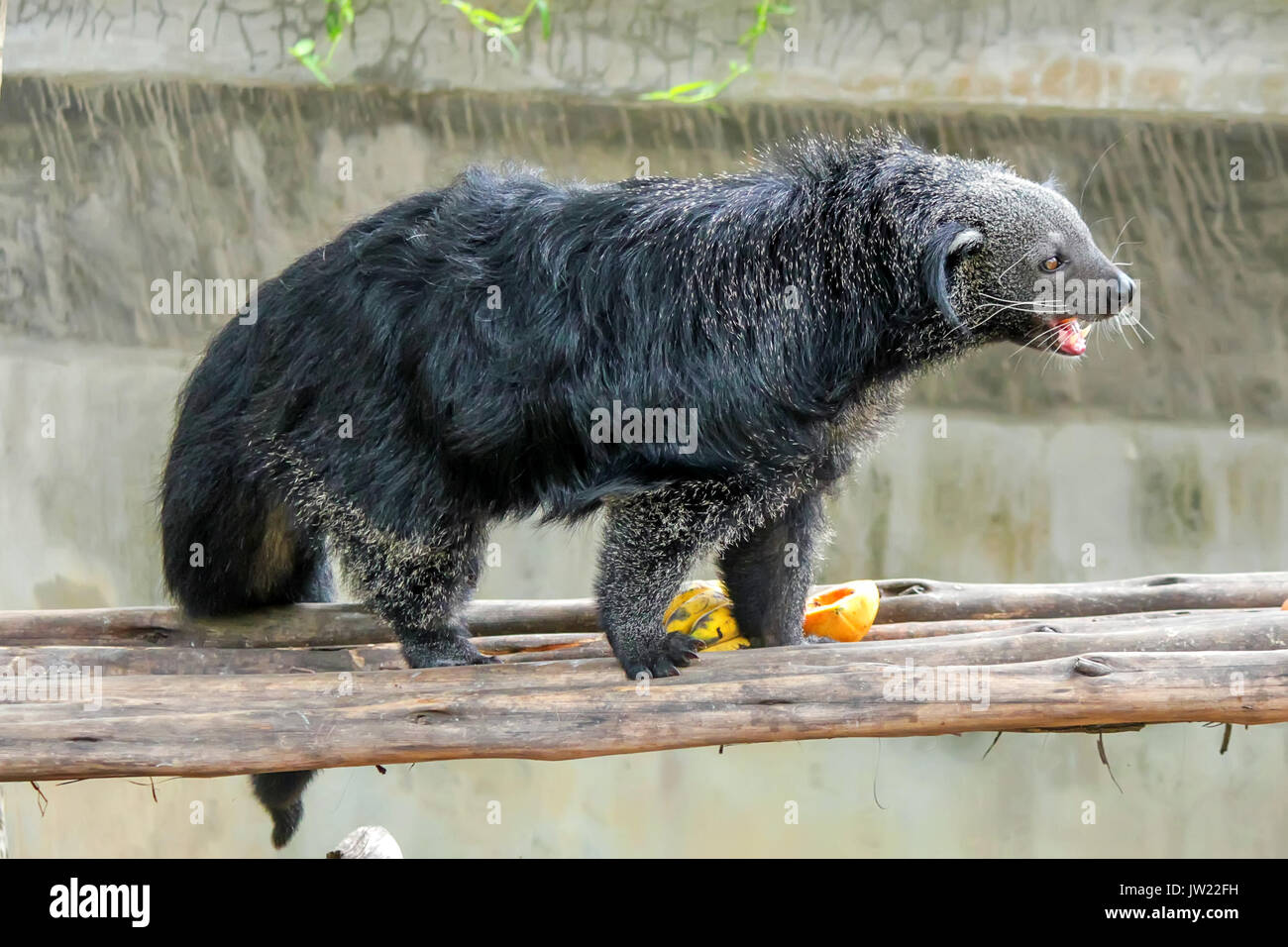 Closeup of Binturong or Arctictis binturong in zoo Stock Photo - Alamy