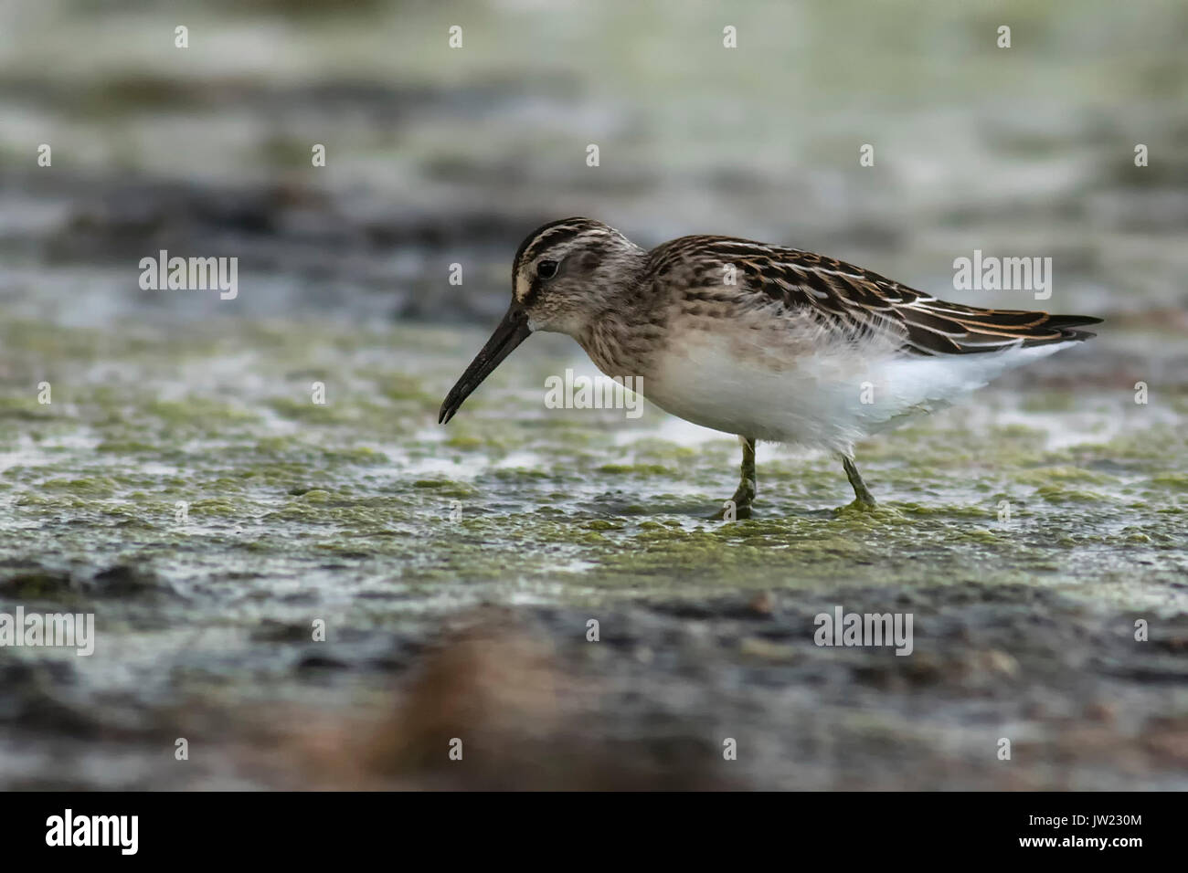 Broad Billed Sandpiper Stock Photo - Alamy