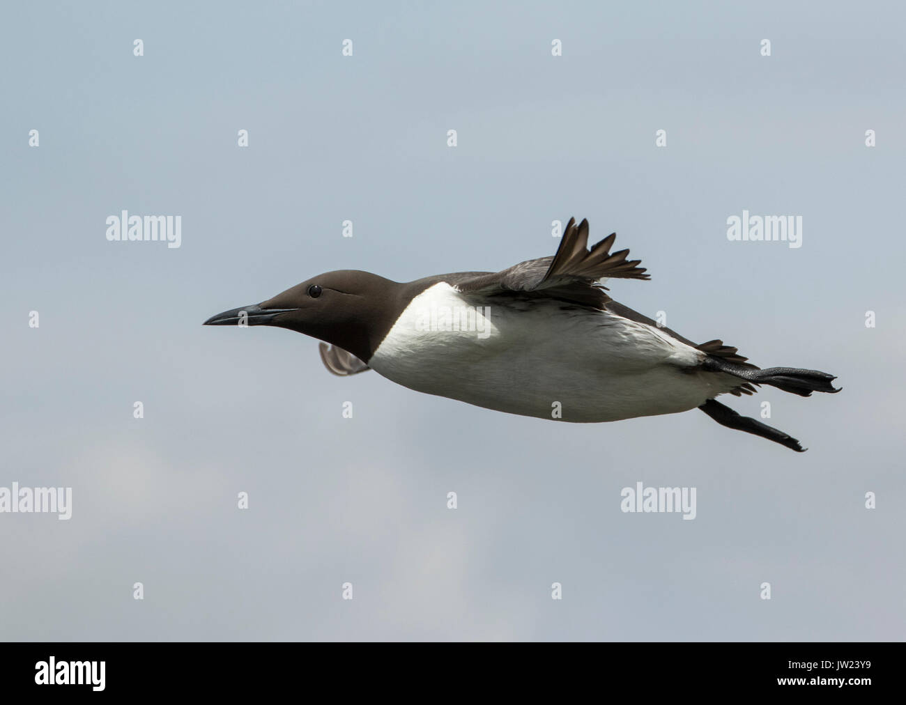 Guillemot in Flight Stock Photo - Alamy