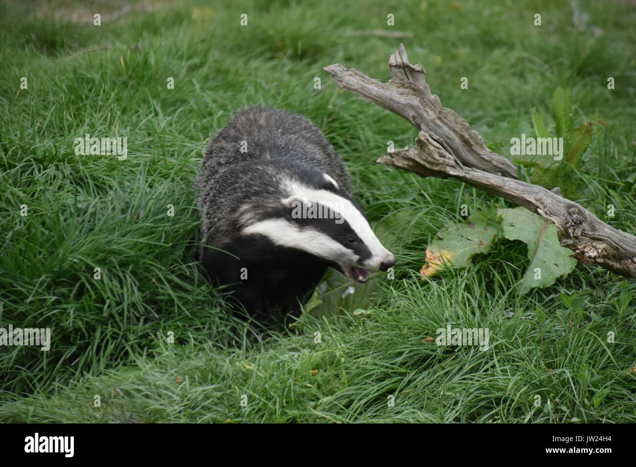 Badger Surrey England Stock Photo - Alamy