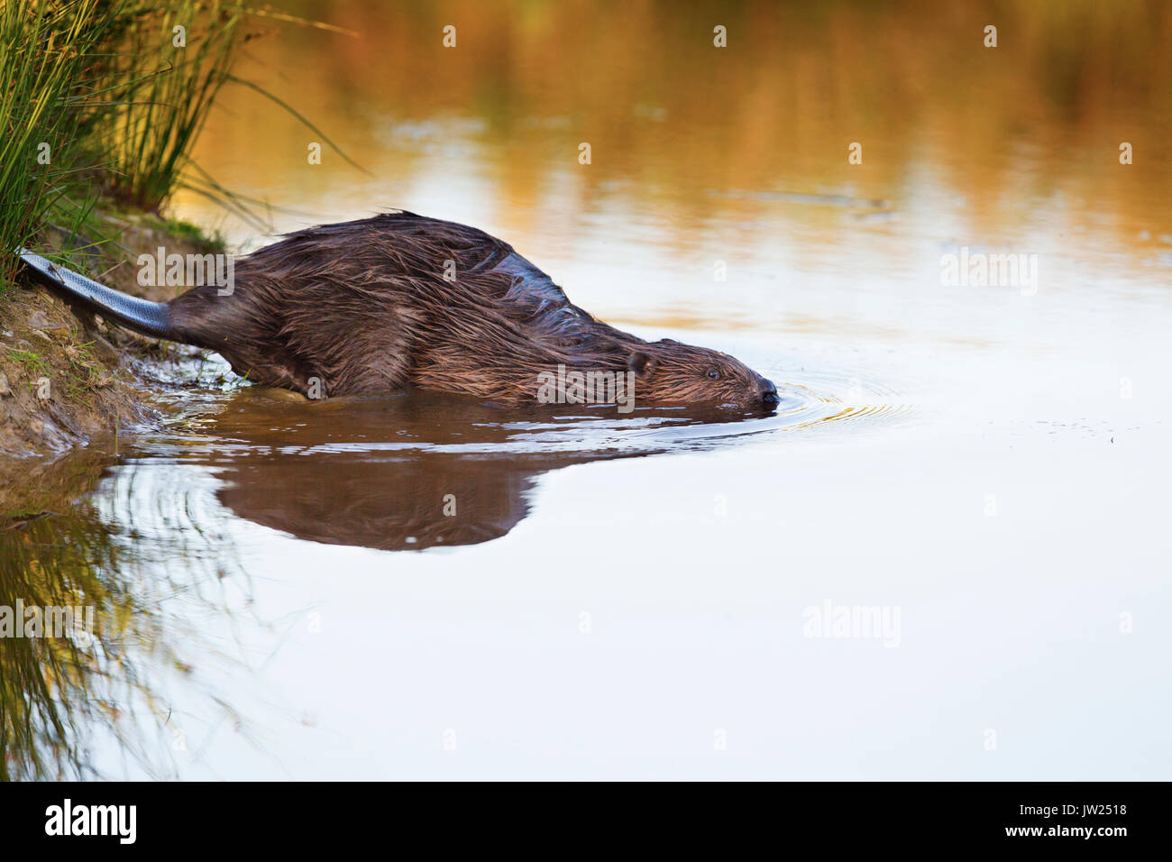 Water beaver hi-res stock photography and images - Alamy
