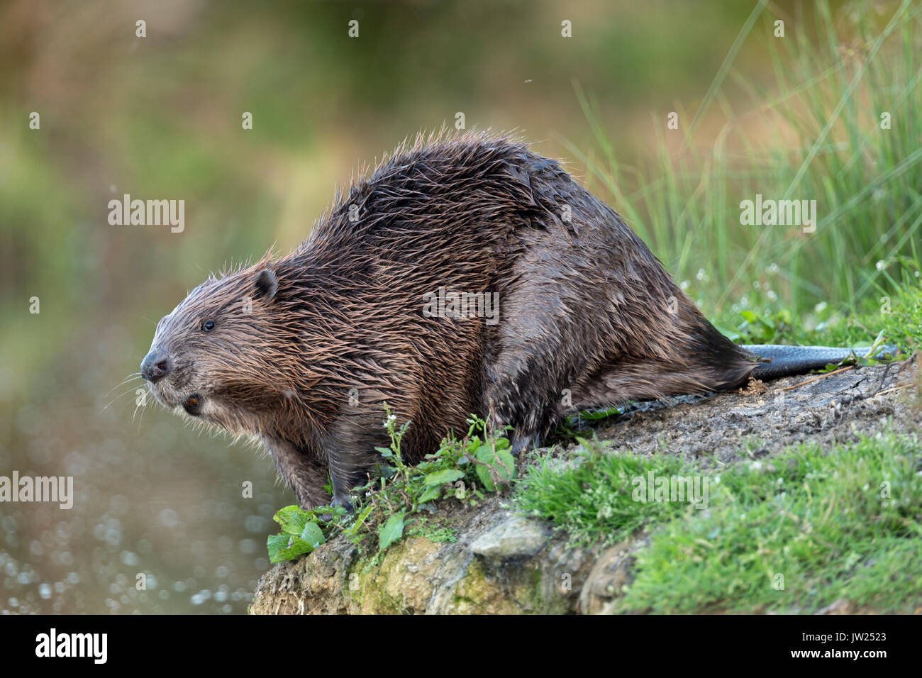 Beaver; Castor fiber; Captive; UK Stock Photo - Alamy