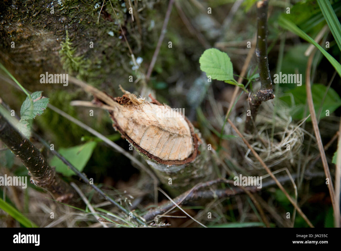 Tree Gnawed by a Beaver; UK Stock Photo - Alamy