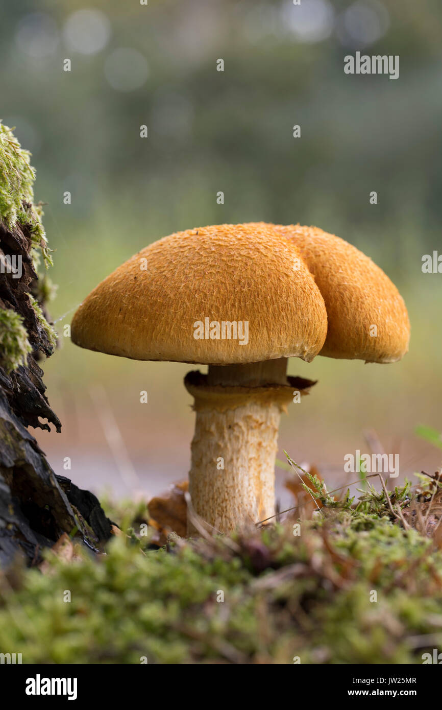 Giant flame cap hi-res stock photography and images - Alamy