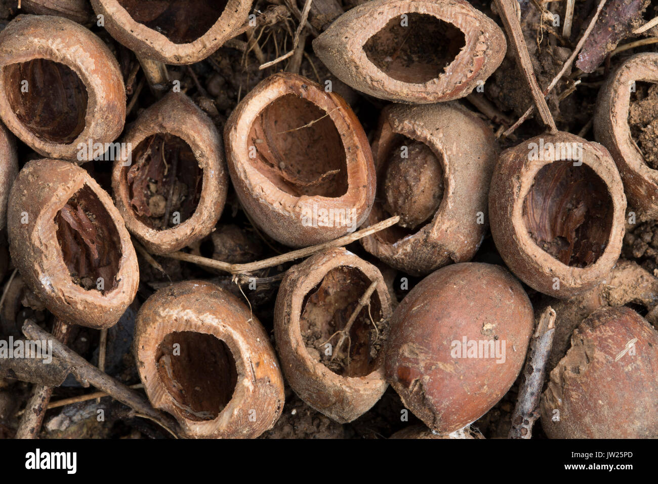 Nut shells hi-res stock photography and images - Alamy