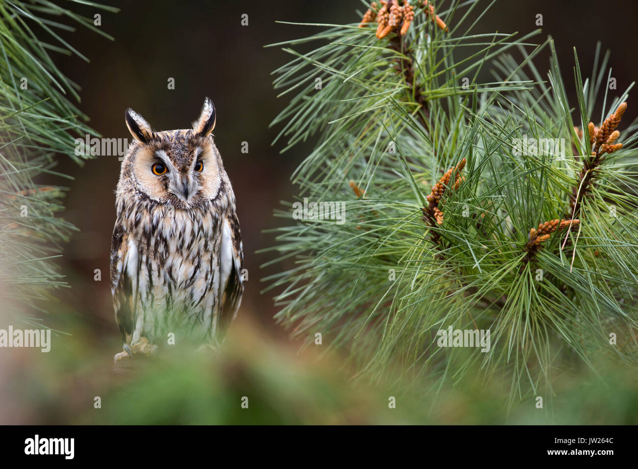 Long eared owl bird british hi-res stock photography and images - Alamy