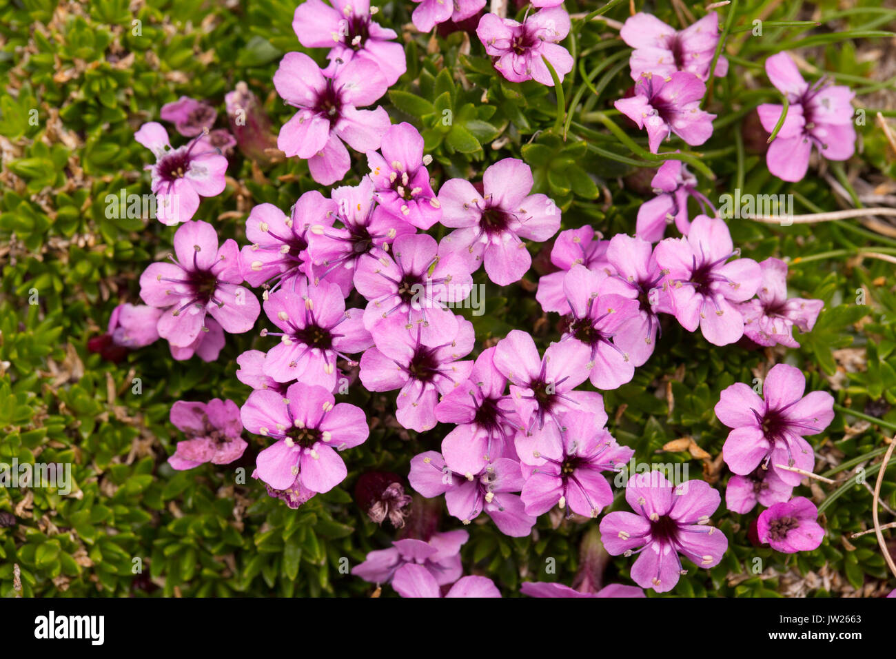 Moss Campion; Silene acaulis; Wales; UK Stock Photo - Alamy