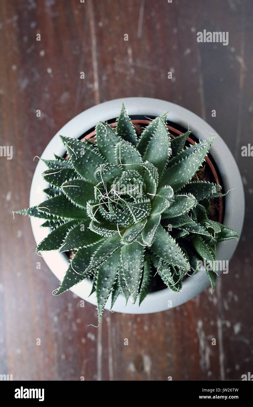 isolated cactus/succulent in front of neutral background Stock Photo ...