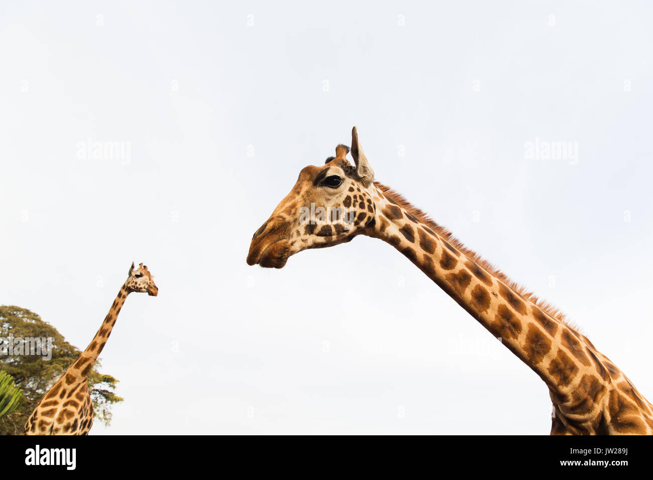 giraffes in africa Stock Photo - Alamy