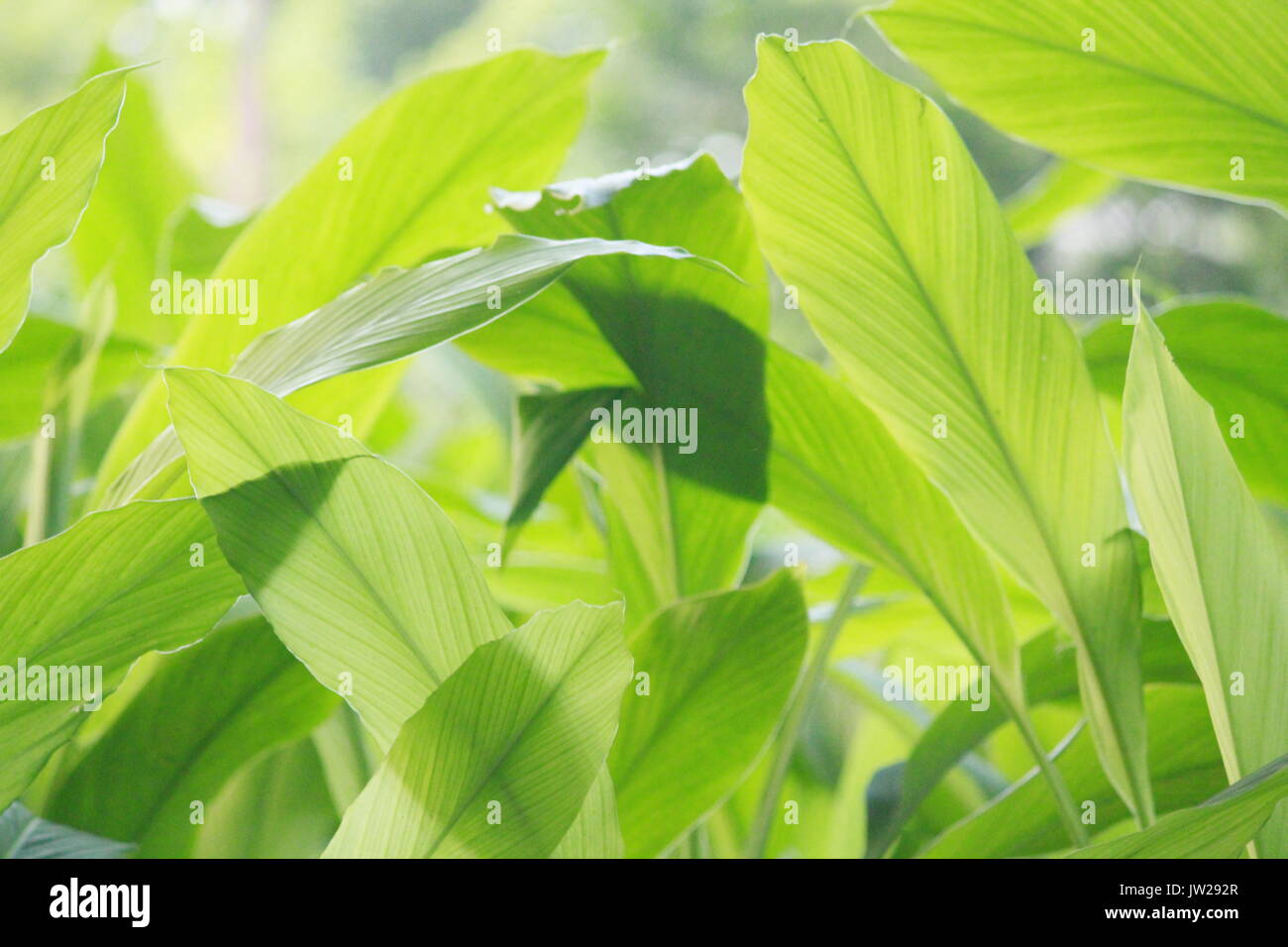 Turmeric plant hi-res stock photography and images - Alamy