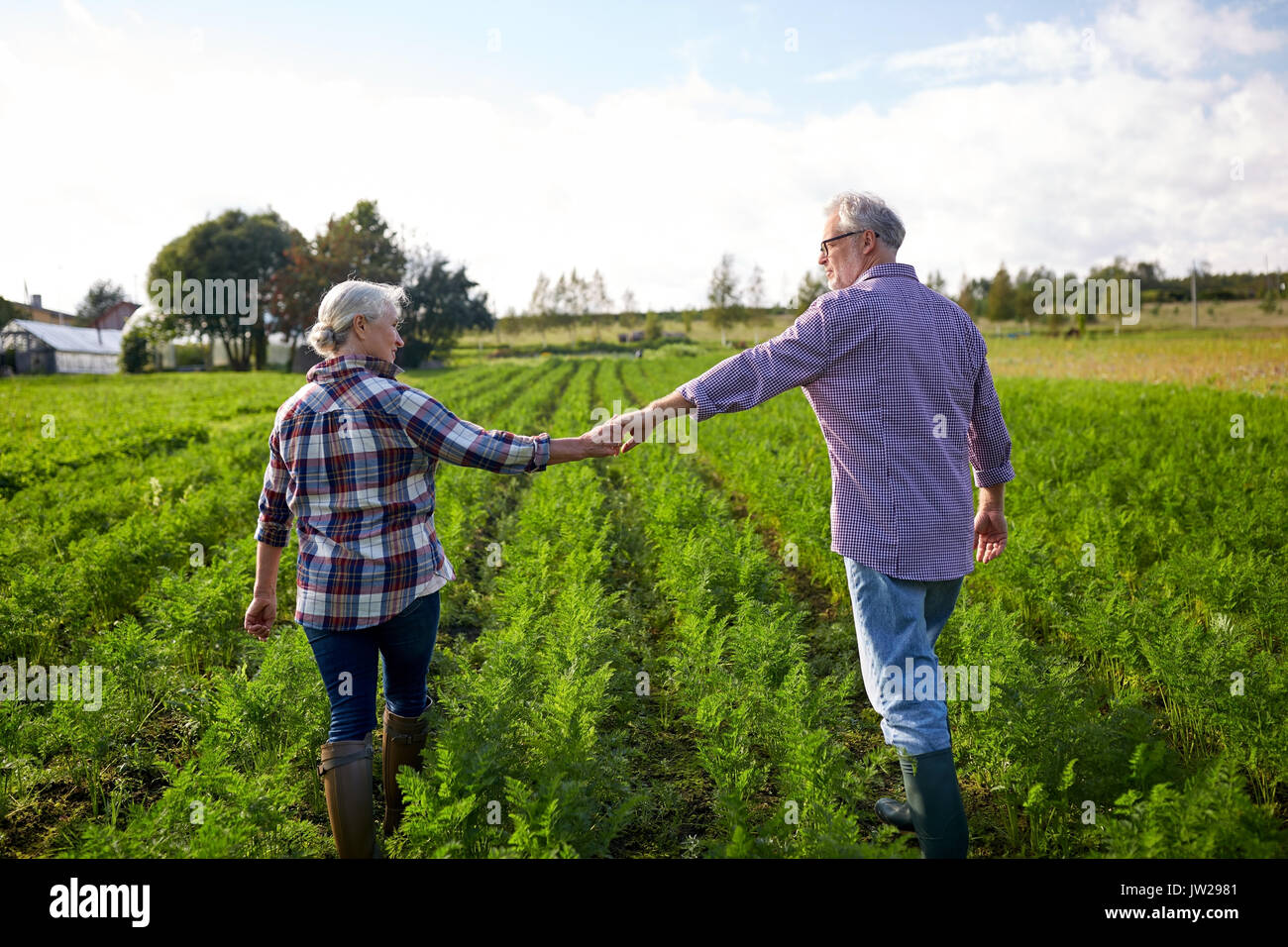 happy senior couple holding hands at summer farm Stock Photo - Alamy