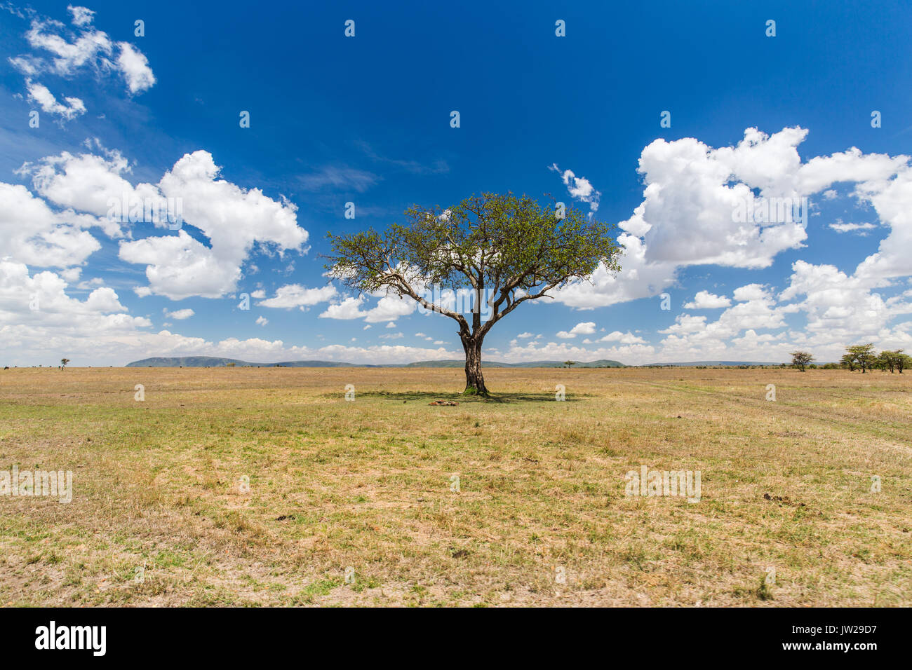 acacia tree in savannah at africa Stock Photo - Alamy