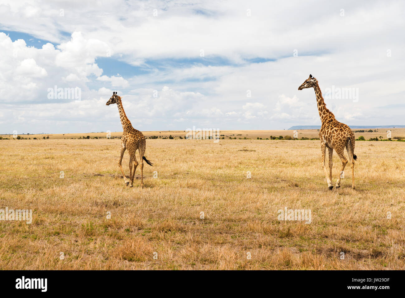 giraffes in savannah at africa Stock Photo - Alamy