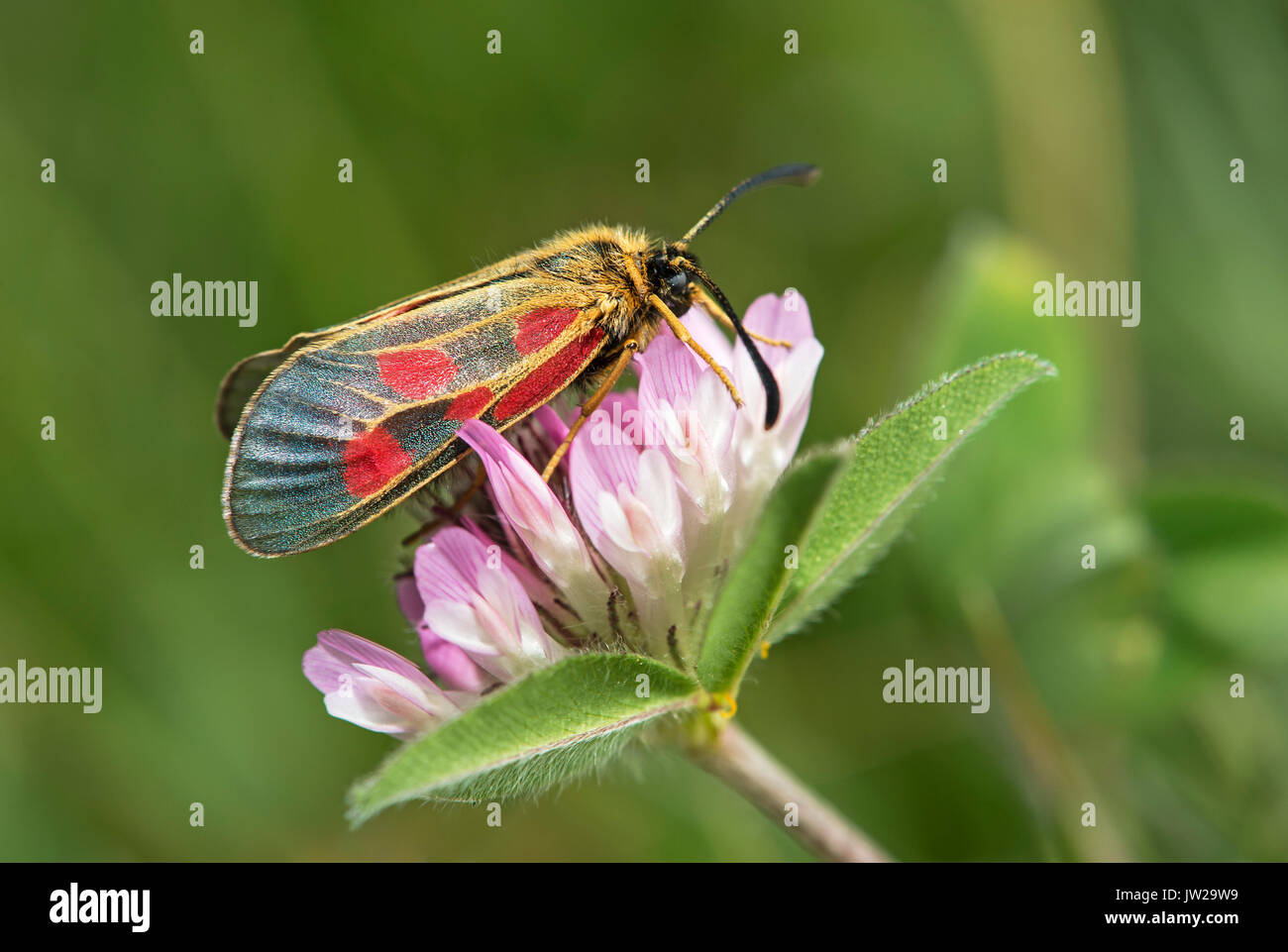 Black mountain moth hi-res stock photography and images - Alamy