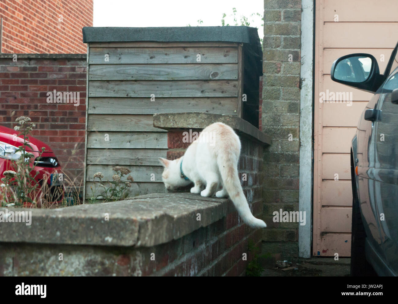 a white cat on brick wall ready to pounce; UK Stock Photo - Alamy