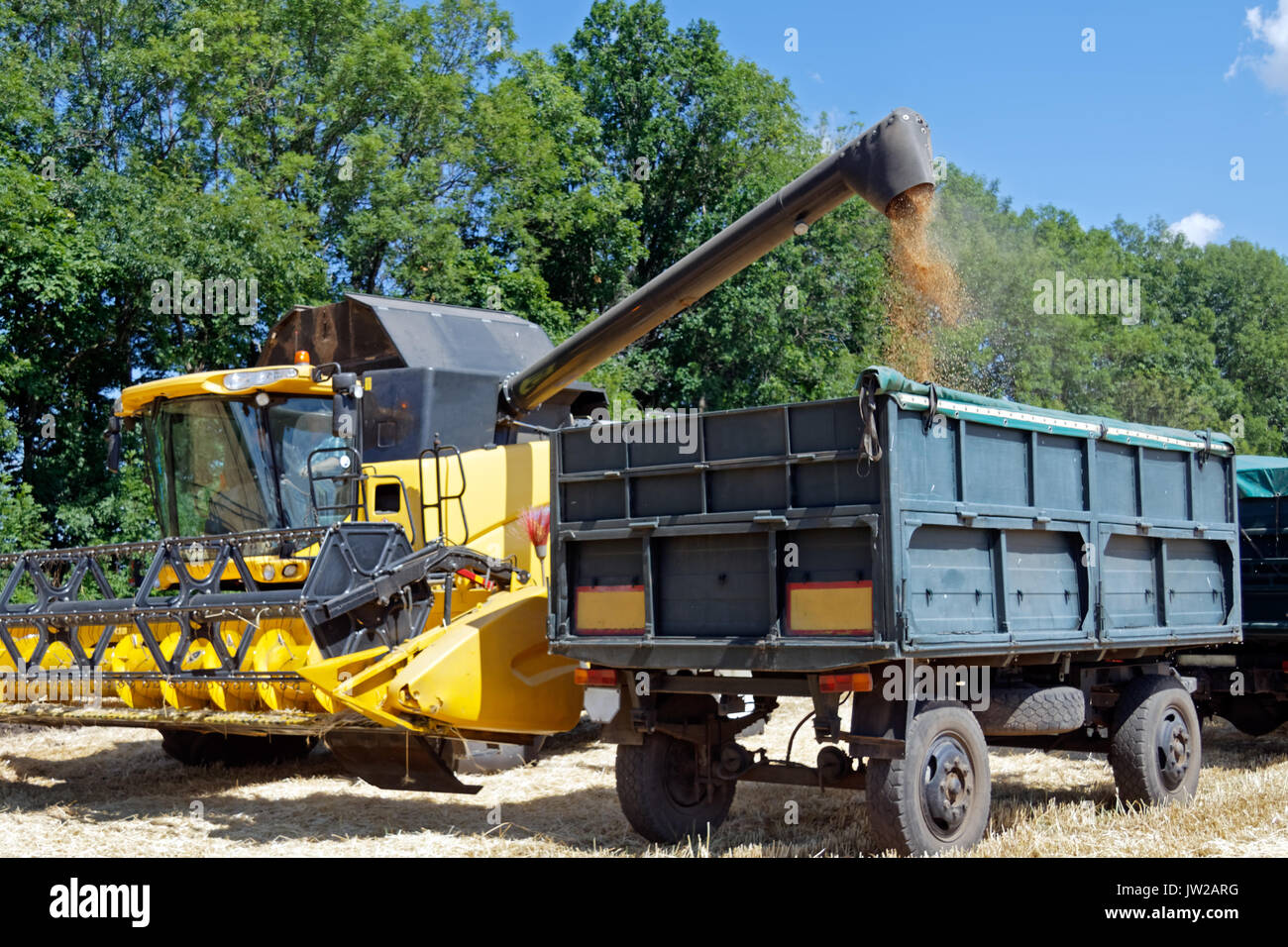 Combine harvester unloading wheat grain into trucks trailer on a bright ...