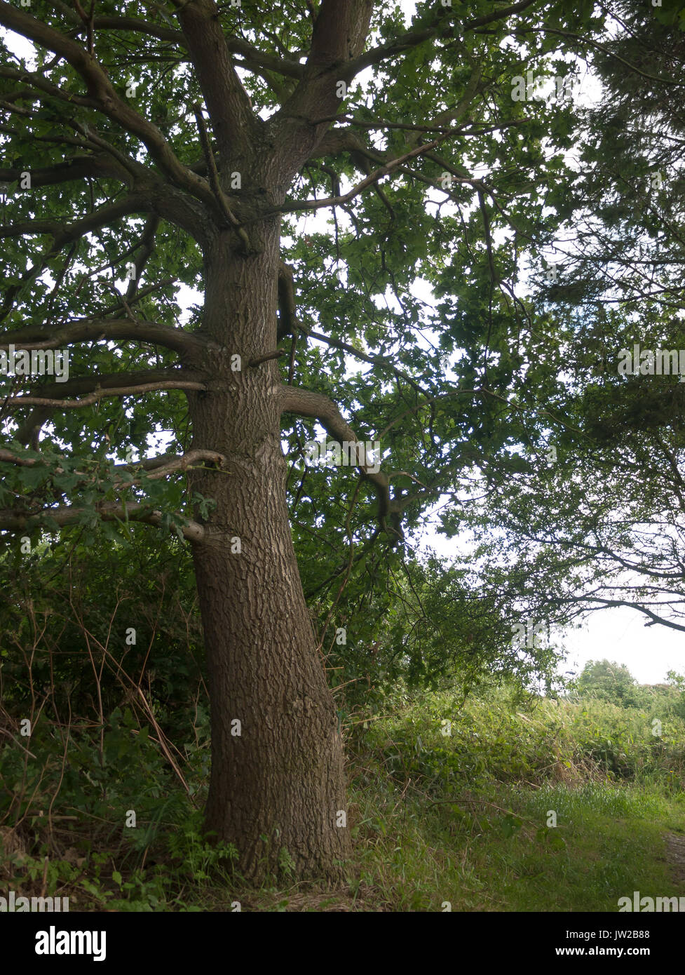 british tree up close in countryside on a summer's day; UK Stock Photo ...