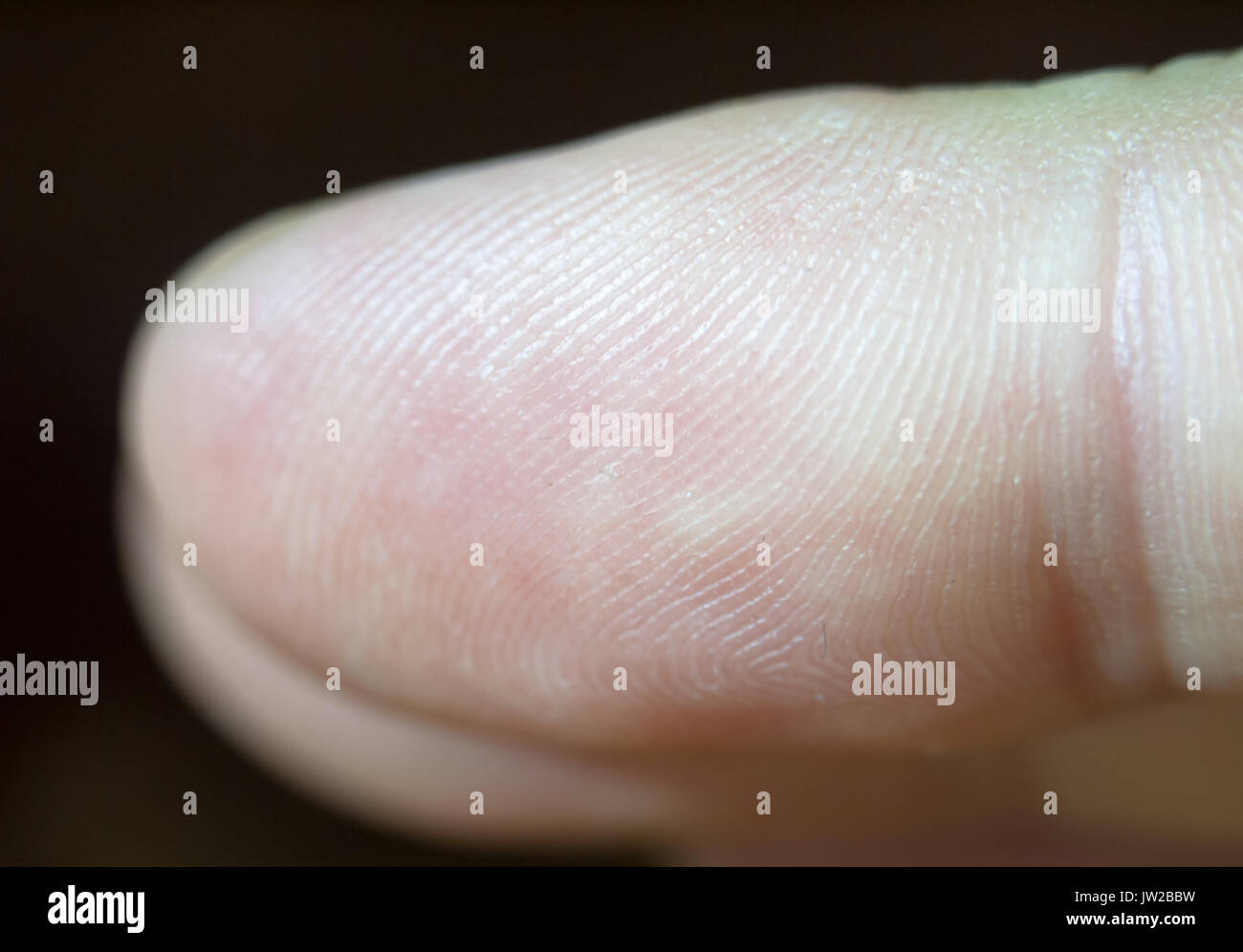 close up macro detail of a finger tip and its print; UK Stock Photo - Alamy