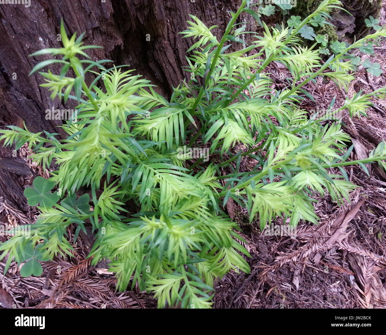 Bright Green Healthy Rainforest Plant Stock Photo - Alamy