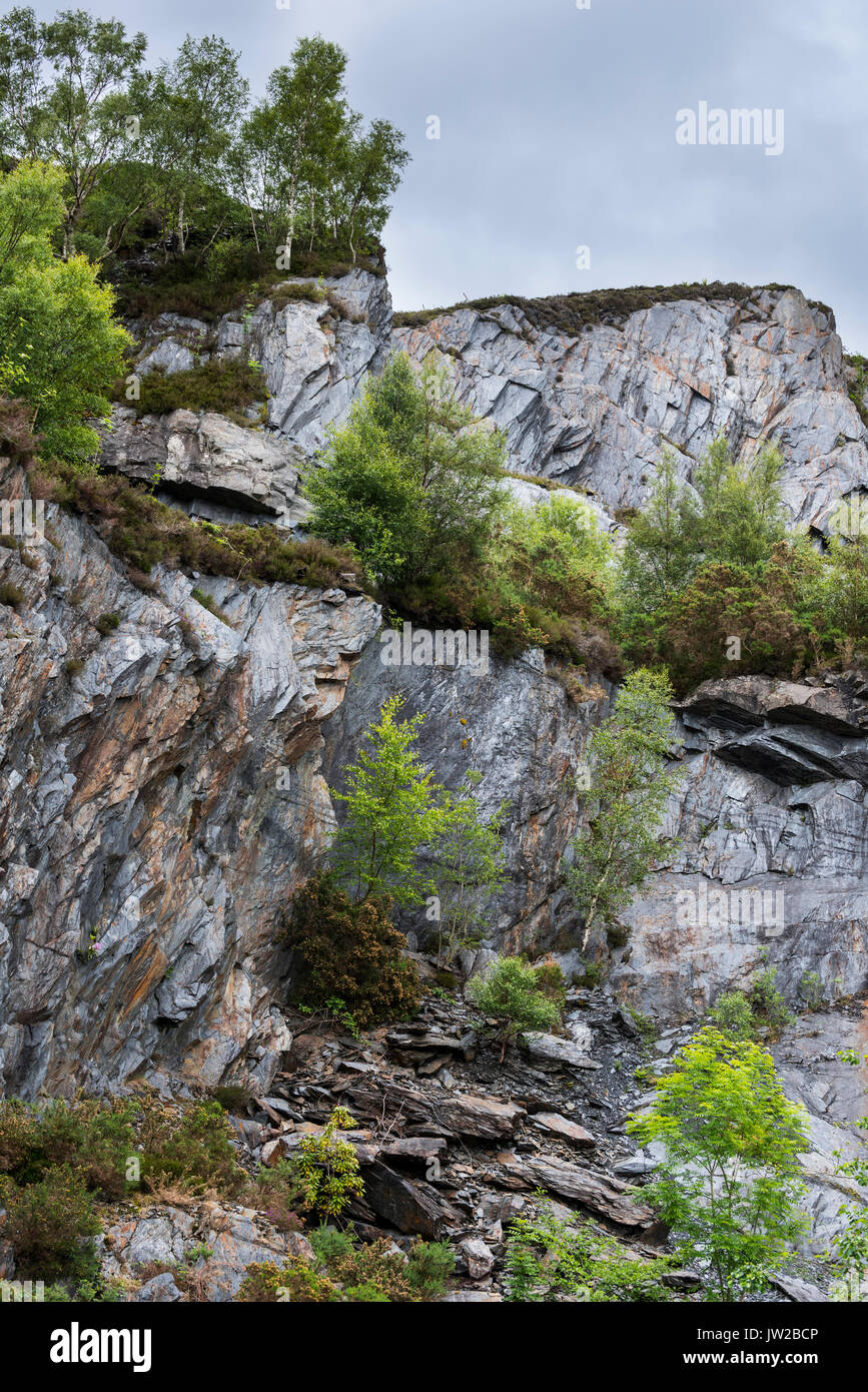 Ballachulish slate quarry showing overgrown cliff, Lochaber, Highland ...
