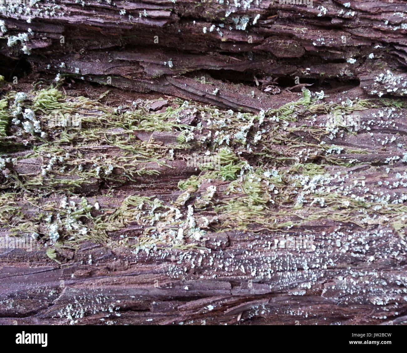 Mossy wood texture hi-res stock photography and images - Alamy