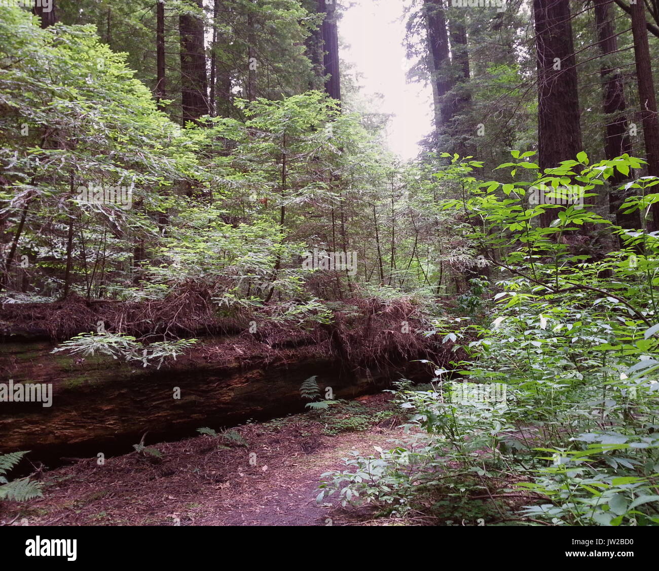 New Growth from a Fallen Tree Stock Photo - Alamy