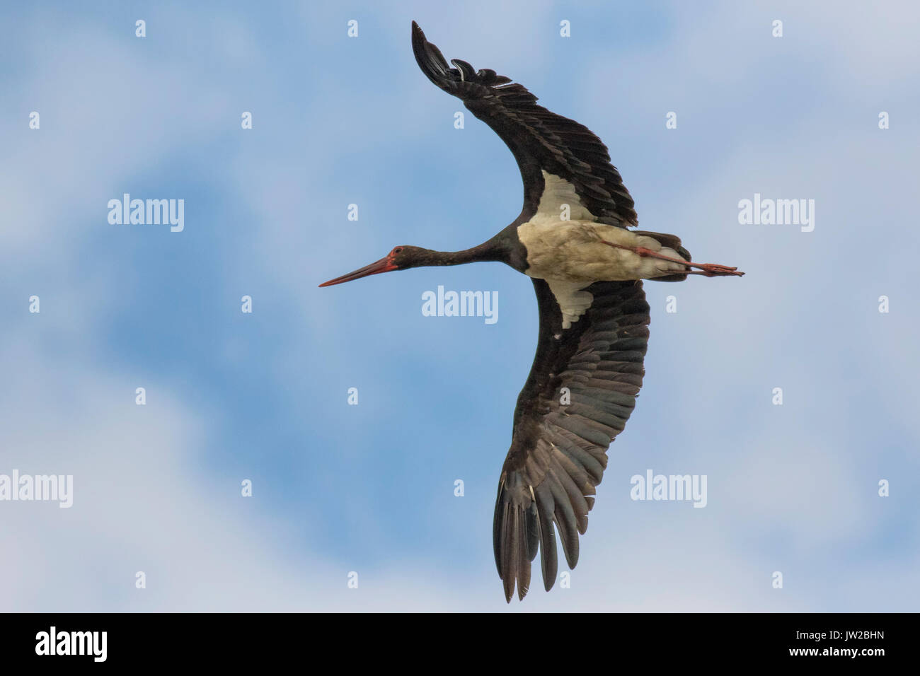 Stork In Flight Stock Photos & Stork In Flight Stock Images - Alamy
