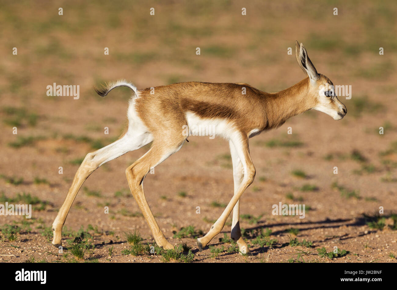 Springbok (Antidorcas marsupialis), newly born lamb, first steps ...