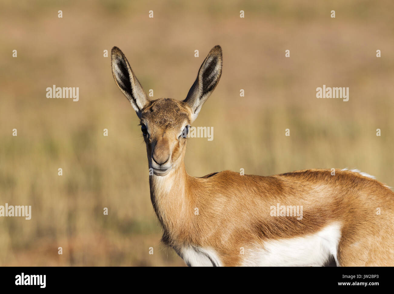 Springbok (Antidorcas marsupialis), young lamb, Kalahari Desert ...