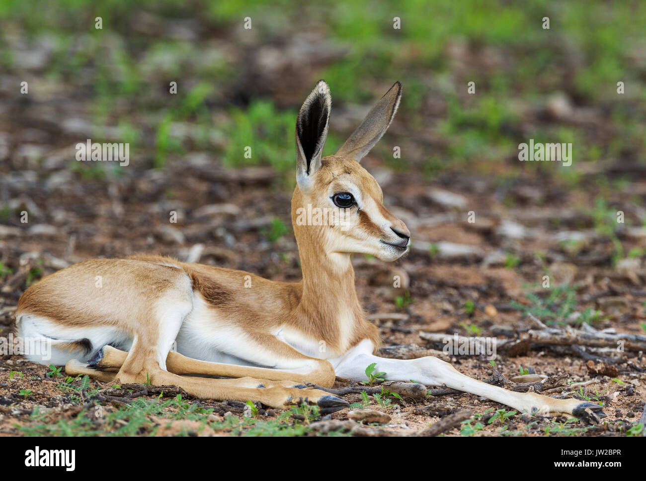 Springbok (Antidorcas marsupialis), young lamb, resting, rainy season ...