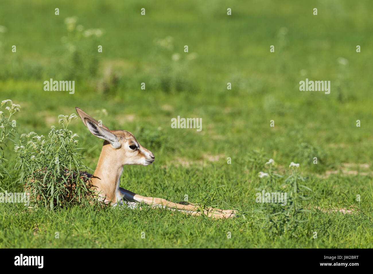 Springbok (Antidorcas marsupialis), young lamb, resting, rainy season ...