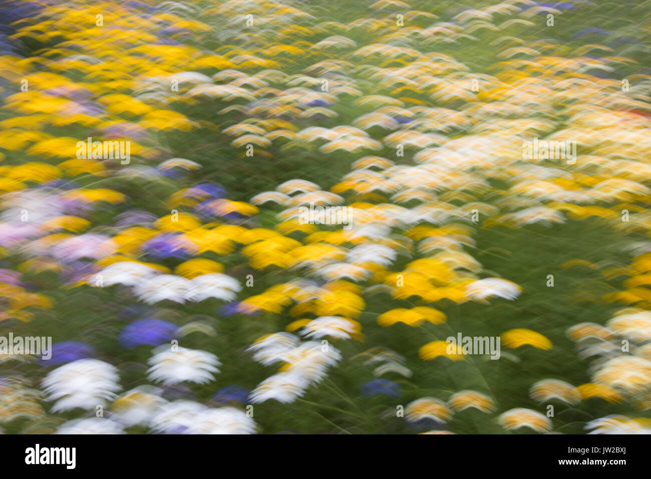 Blurred wildflower meadow background hi-res stock photography and ...