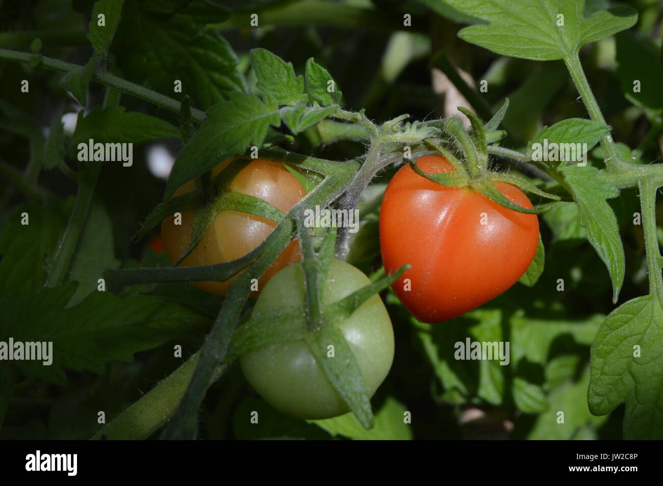 Heart shaped tomato - Piccolo variety Stock Photo - Alamy