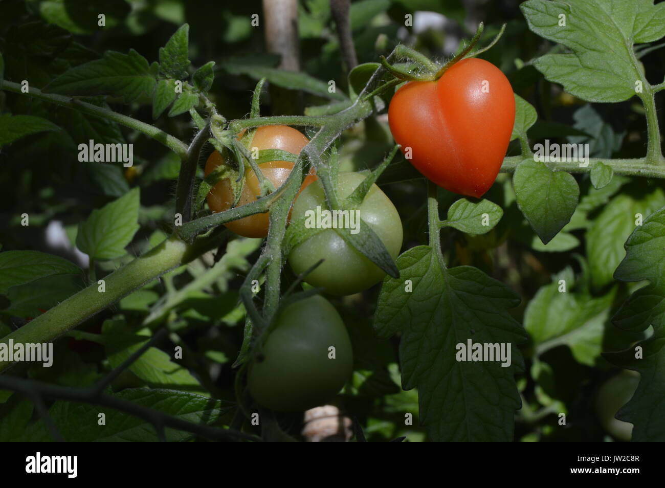 Odd shaped tomato hi-res stock photography and images - Alamy