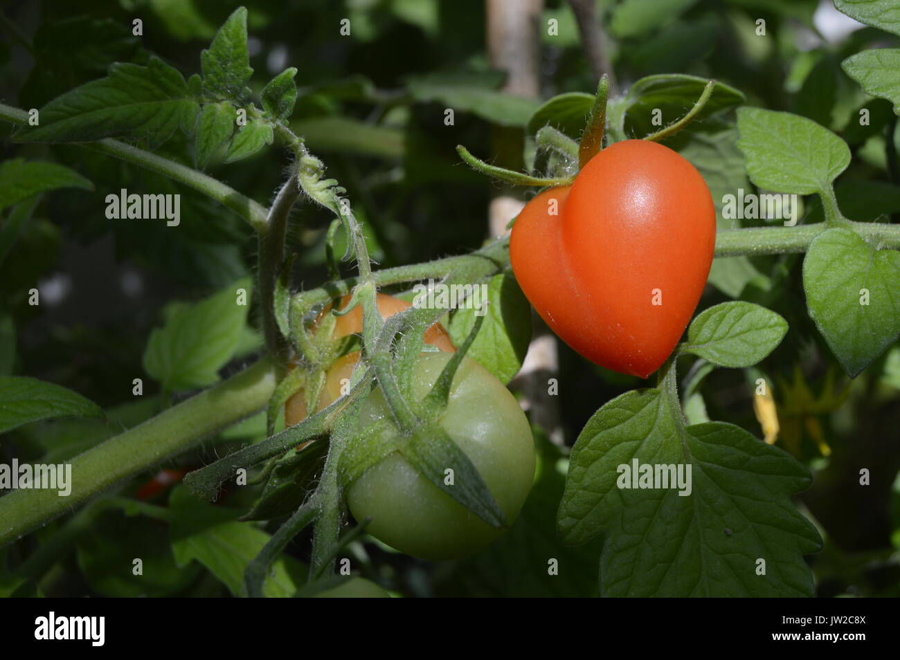 Heart shaped tomato - Piccolo variety Stock Photo - Alamy