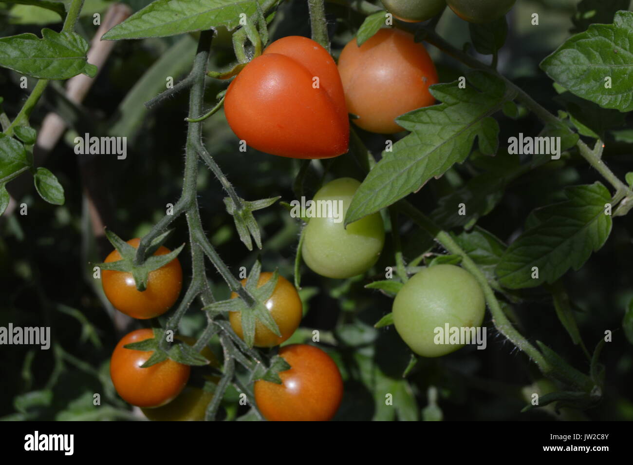 Heart shaped tomato - Piccolo variety Stock Photo - Alamy