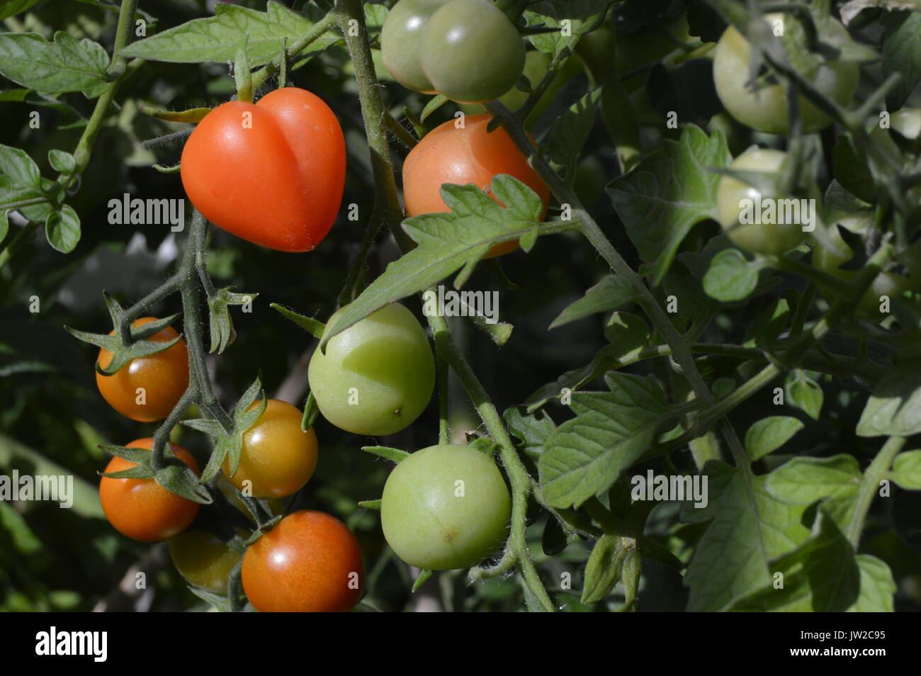 Heart shaped tomato - Piccolo variety Stock Photo - Alamy