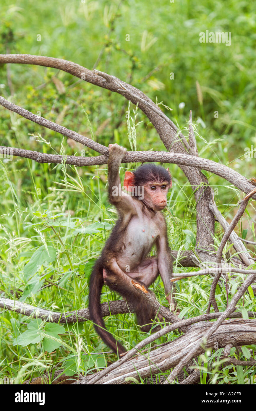 baboons playing in Kruger park, South Africa Stock Photo - Alamy